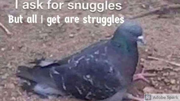 Pigeons sitting down (Pics + Memes) - What does it mean?