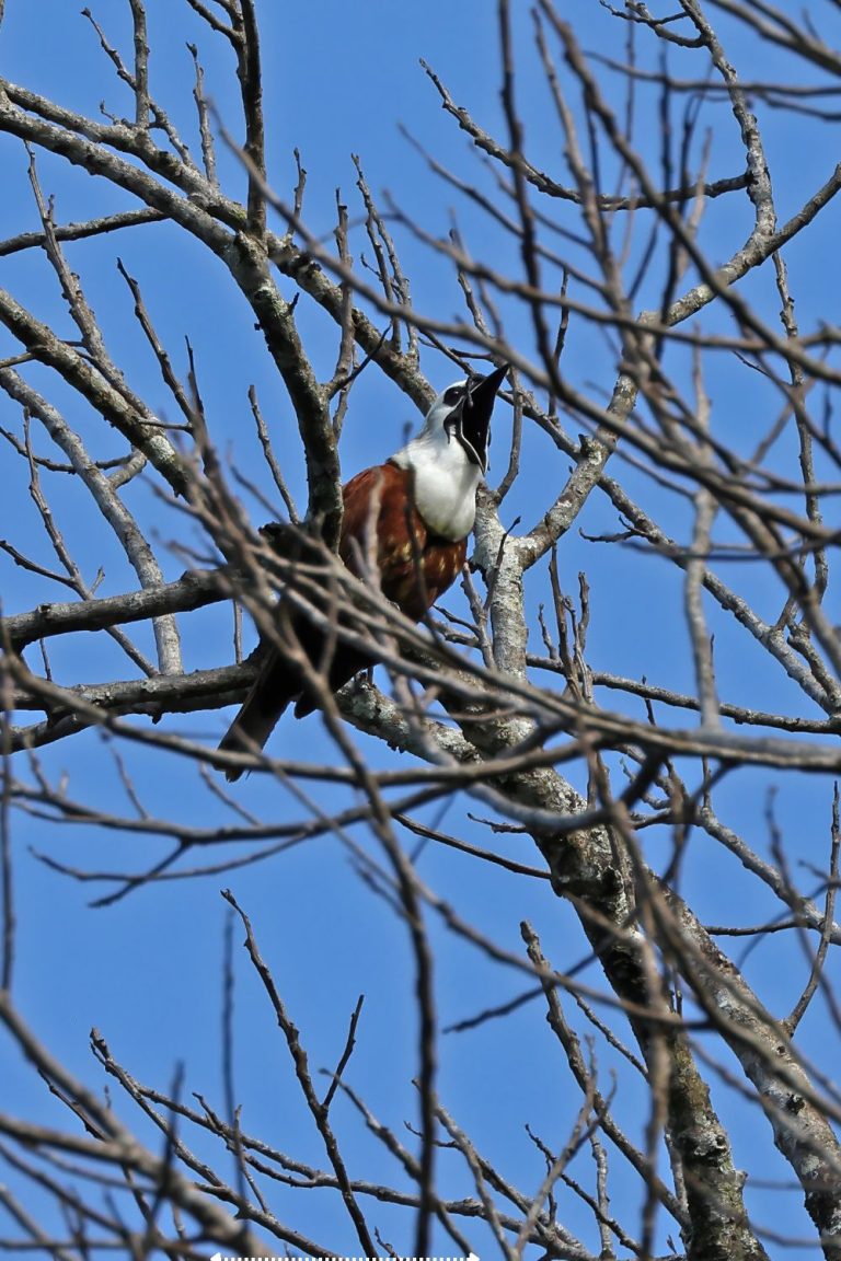 The White Bellbird: Nature’s Loudest Singer