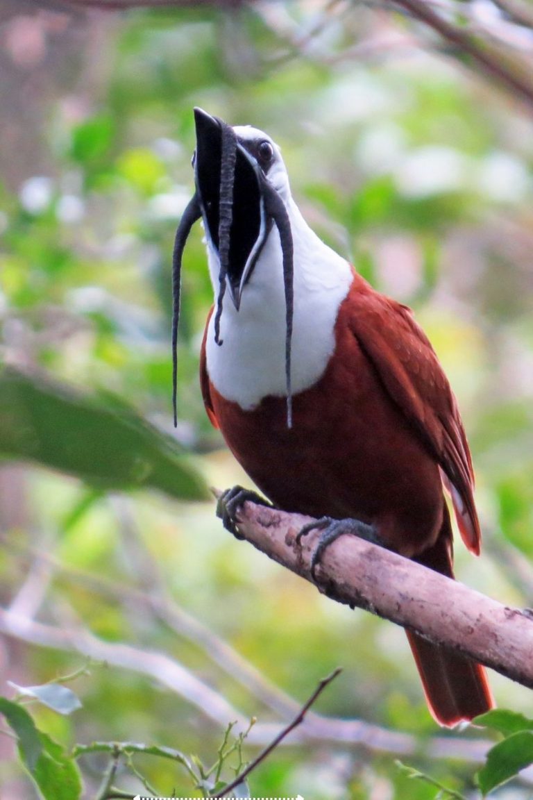 The White Bellbird: Nature’s Loudest Singer